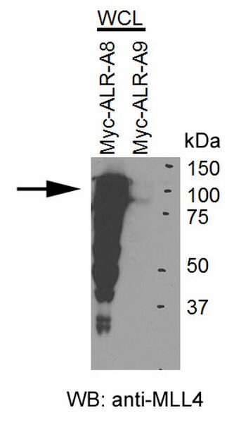 Anti-MLL4 Antibody | ABE1867